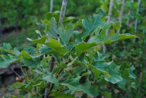 Quercus velutina - Clear Ridge Nursery, Inc.